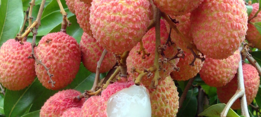 ‘Mauritius’ Lychee – Rare Fruit Council International, Inc.